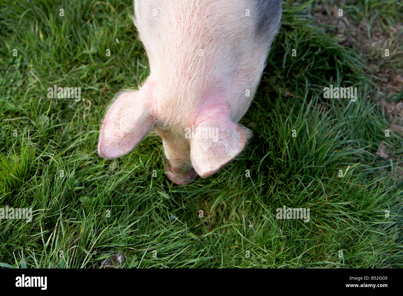Pig grazing on grass from above in paddock Stock Photo - Alamy