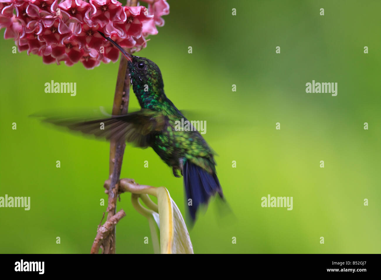 Berylline hummingbird hi-res stock photography and images - Alamy