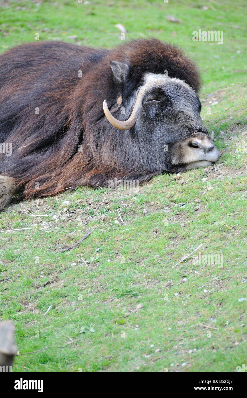 Oomingmak Musk Ox Stock Photo - Alamy