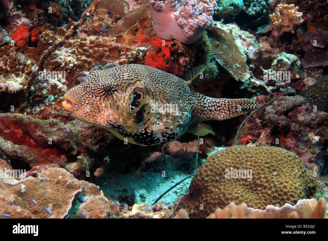 Puffer fish swimming on coral reef in Indonesia Stock Photo - Alamy