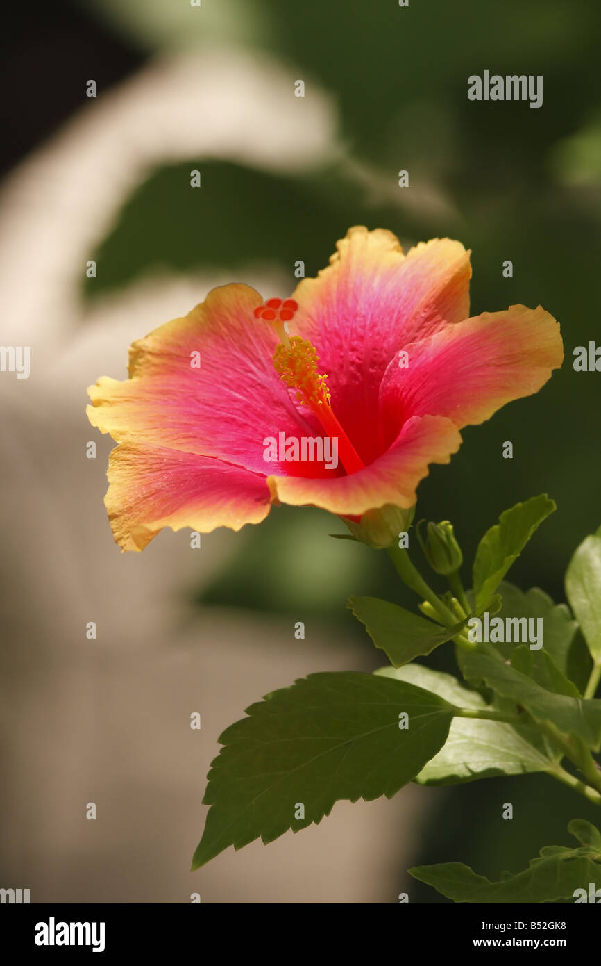 Hibiscus hi-res stock photography and images - Alamy