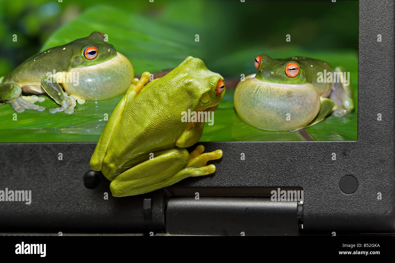 Frog watch hi-res stock photography and images - Alamy