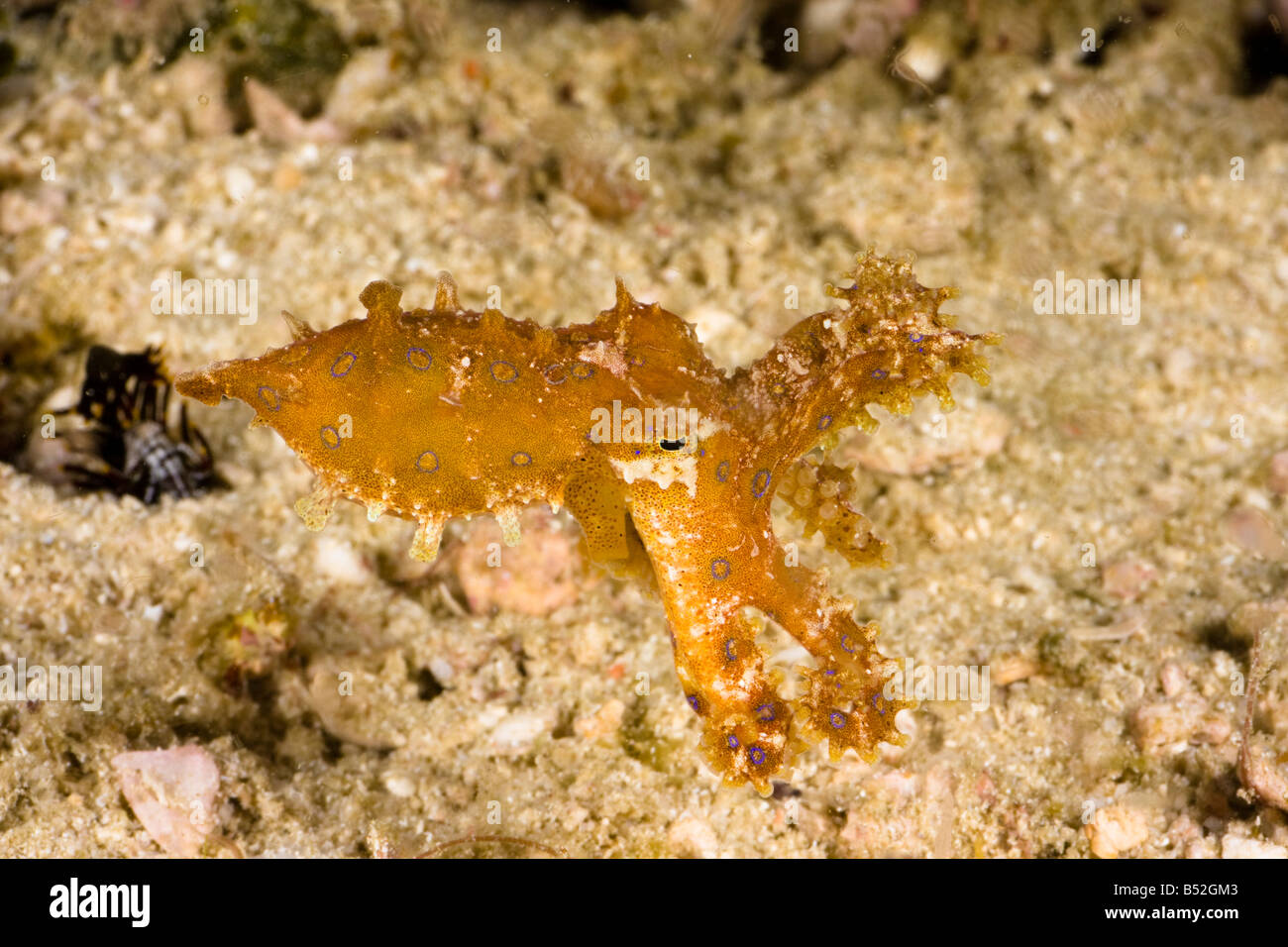 The tropical blue ringed octopus, Hapalochiaena lunulata, Komodo ...