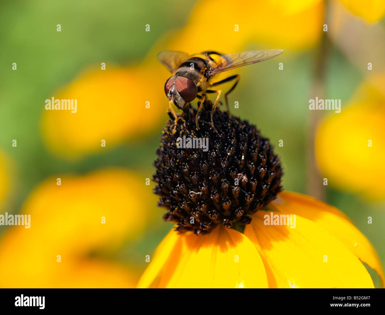 Flower fly feeding on top of black eyed susan in garden Stock Photo - Alamy