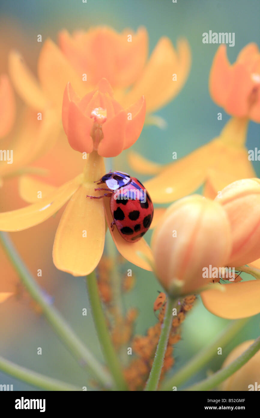 Lady bug on flower in garden in Central Park Stock Photo - Alamy