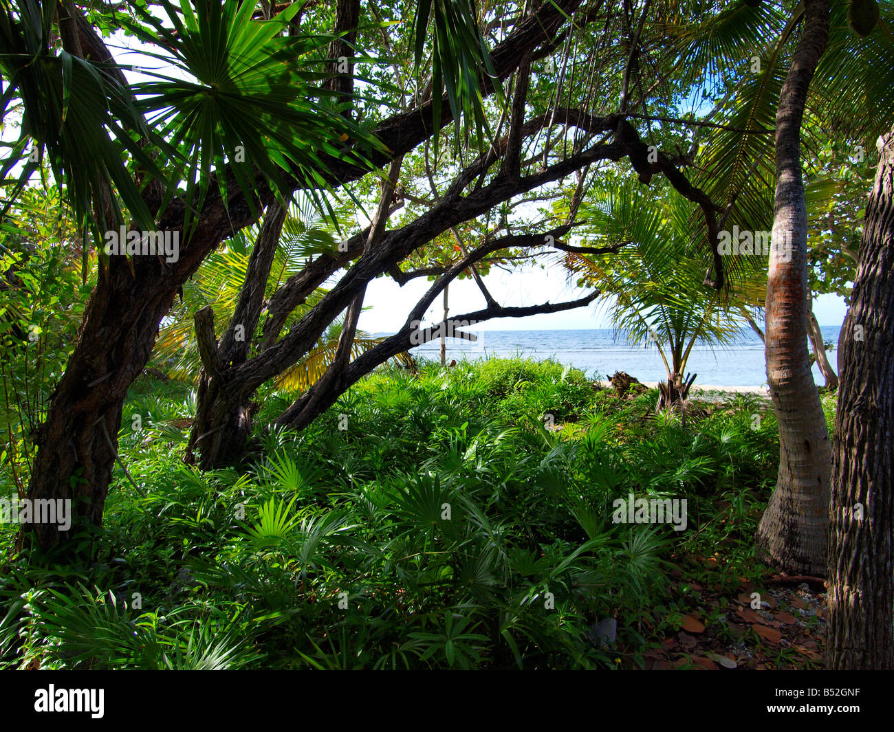 Looking through the rainforest Stock Photo - Alamy