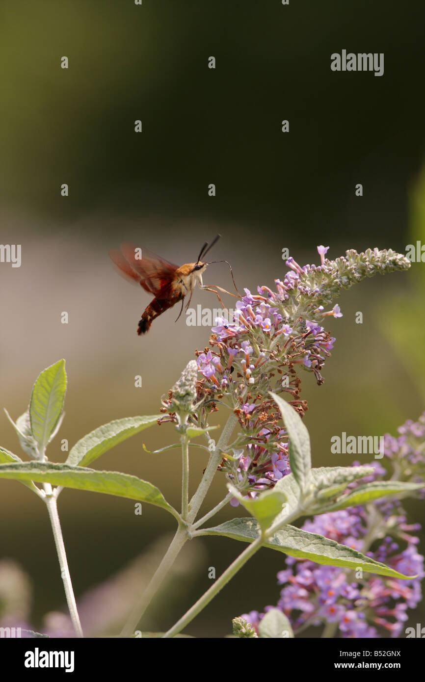 Hummingbird moth on butterfly bush in Garden Stock Photo - Alamy