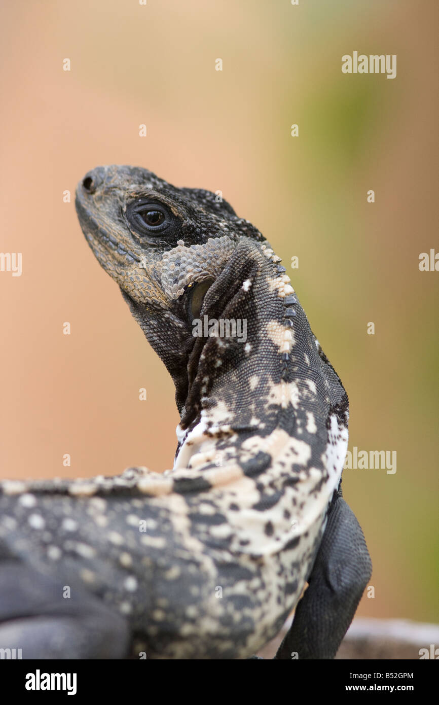 Iguana looking back Stock Photo - Alamy