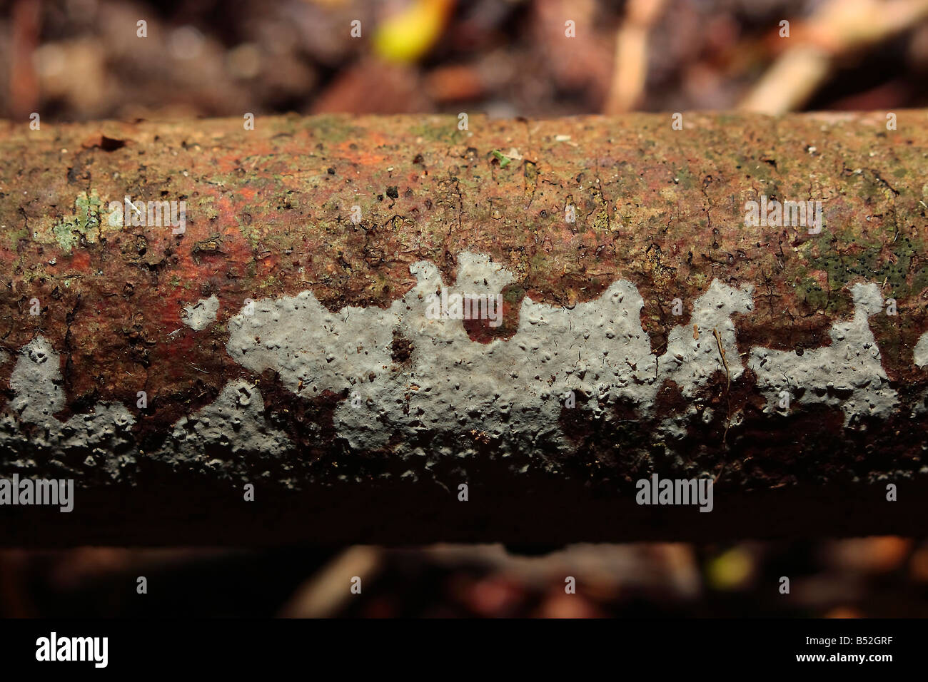 Mold on a fallen tree branch Stock Photo - Alamy