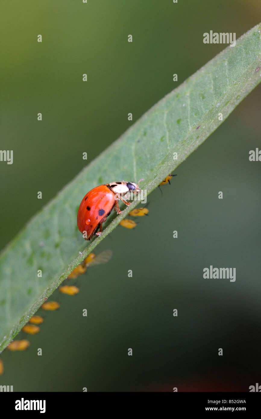 Lady bug feeding Stock Photo - Alamy