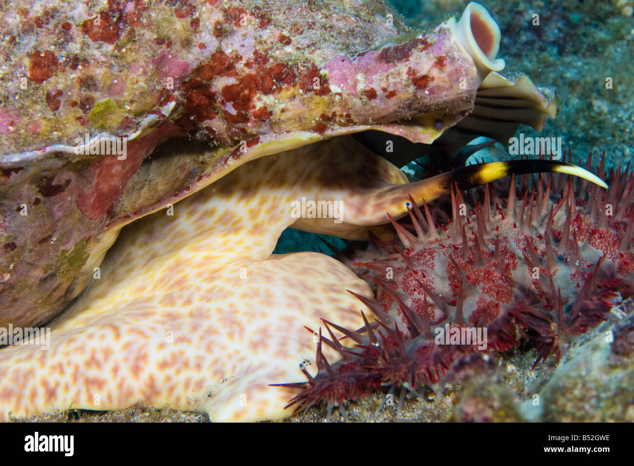 A triton trumpet shell, Charonia tritonis, attacks a crown of thorns ...