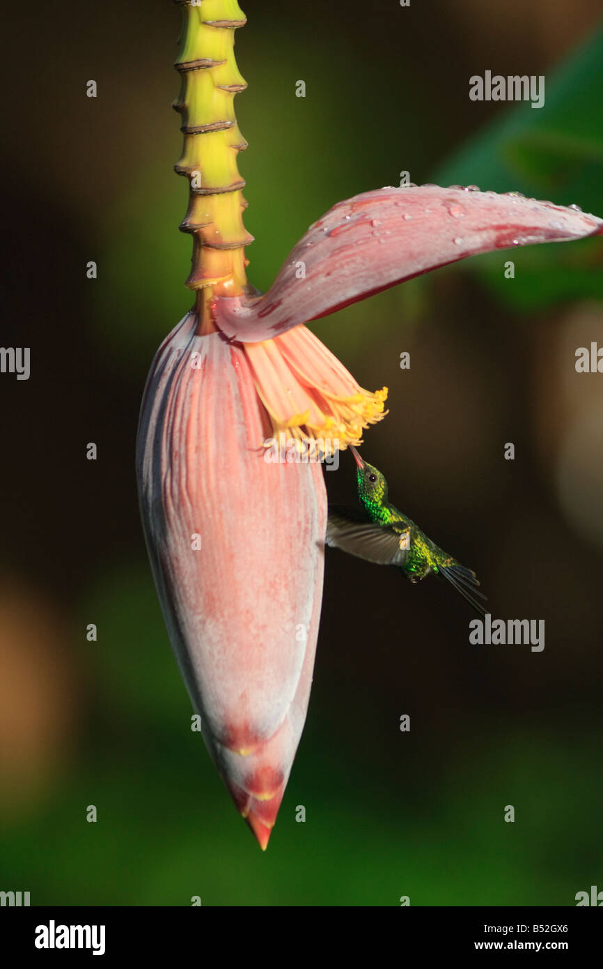 Berylline Hummingbird Amazilla yucatanensis Stock Photo - Alamy