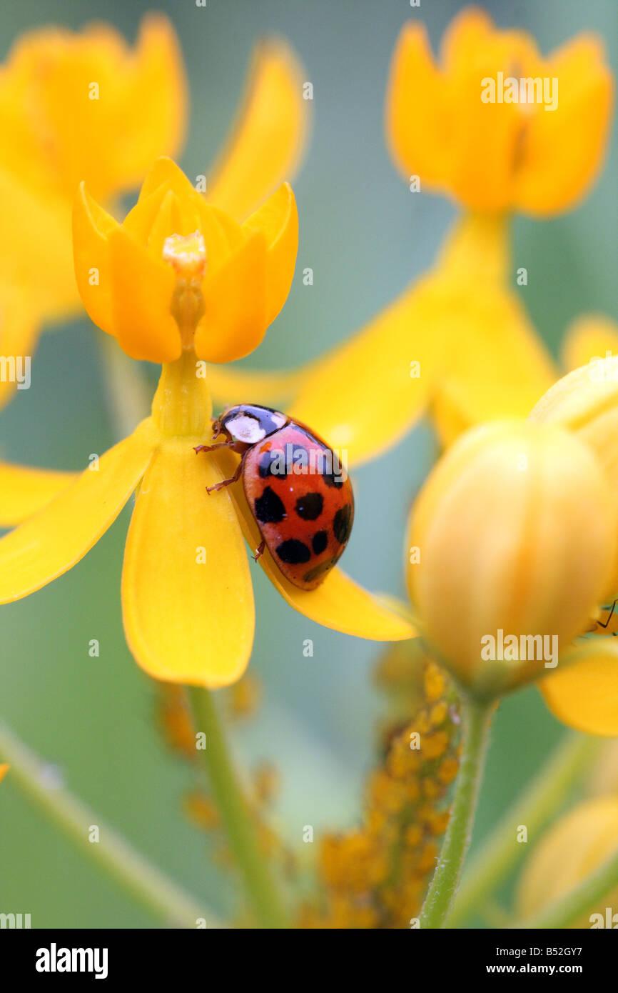 Lady bug feeding Stock Photo - Alamy