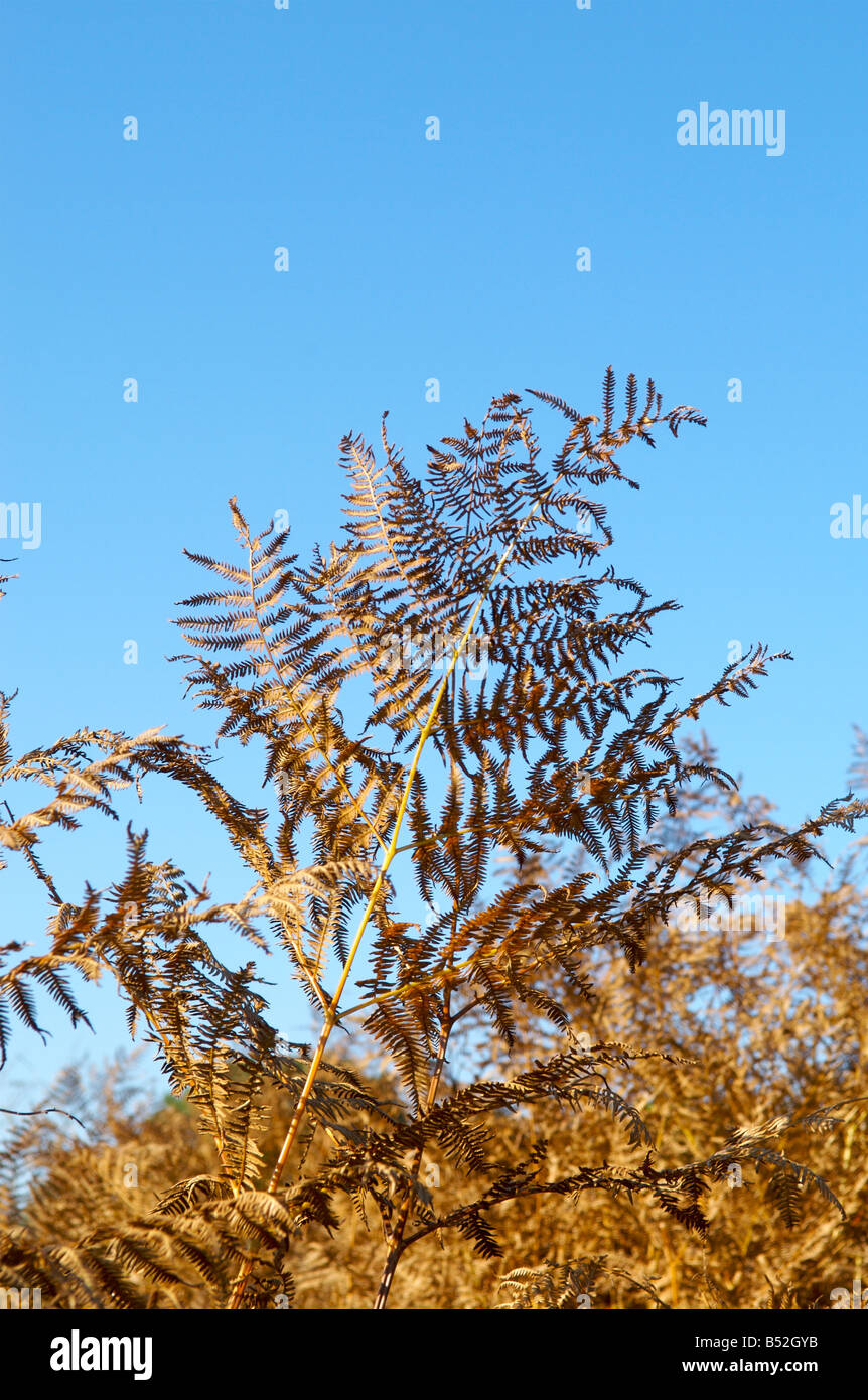 Dried fern / bracken fronds against a bright blue sky Stock Photo - Alamy