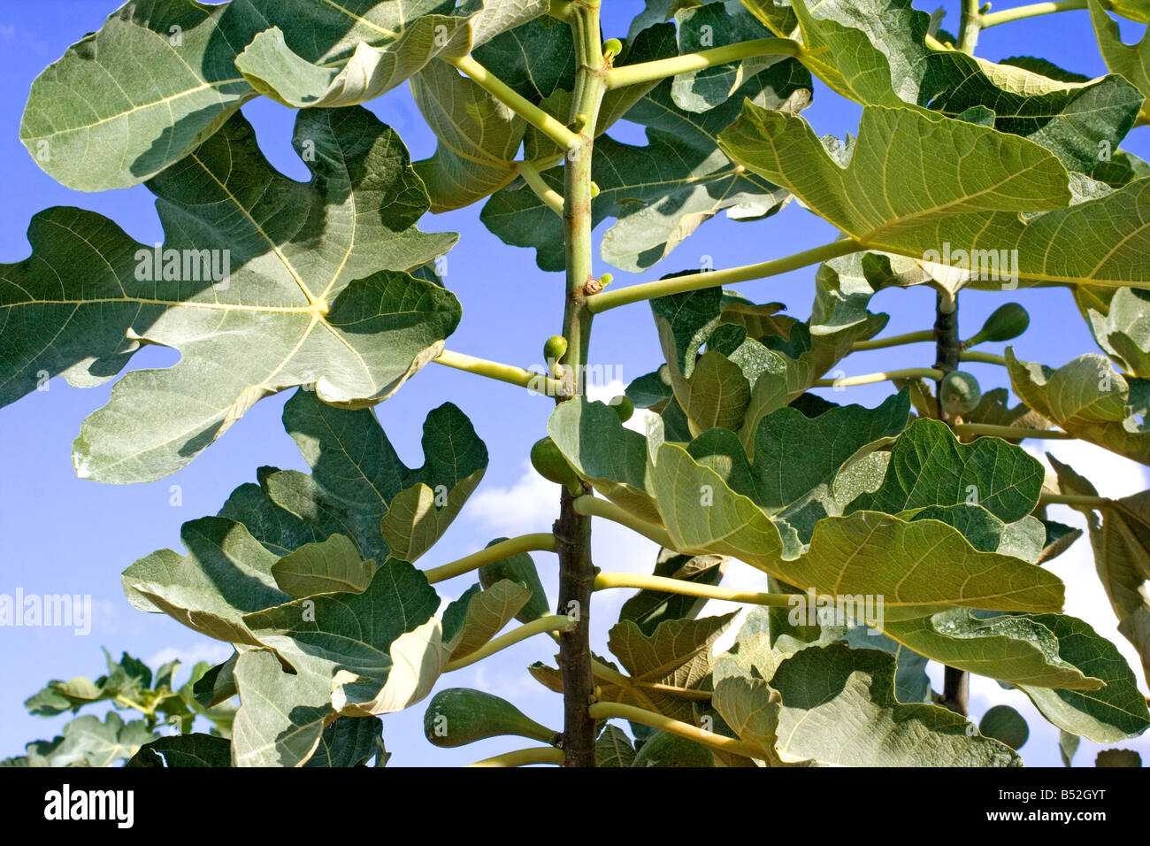 Fig tree hill hi-res stock photography and images - Alamy