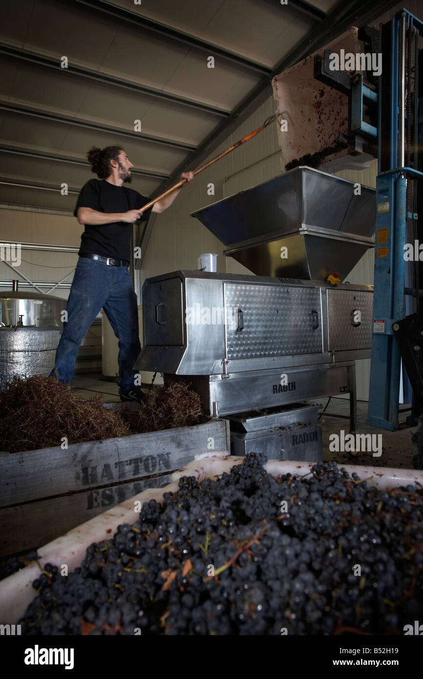 person pulling merlot grapes from harvest bin into destemer Stock Photo ...
