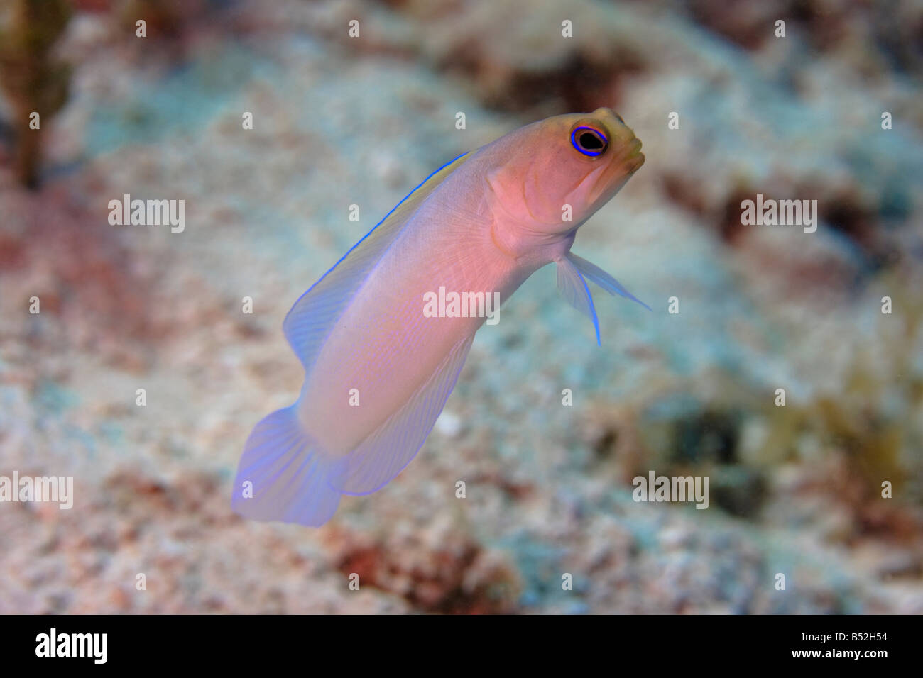 Jawfish hi-res stock photography and images - Alamy
