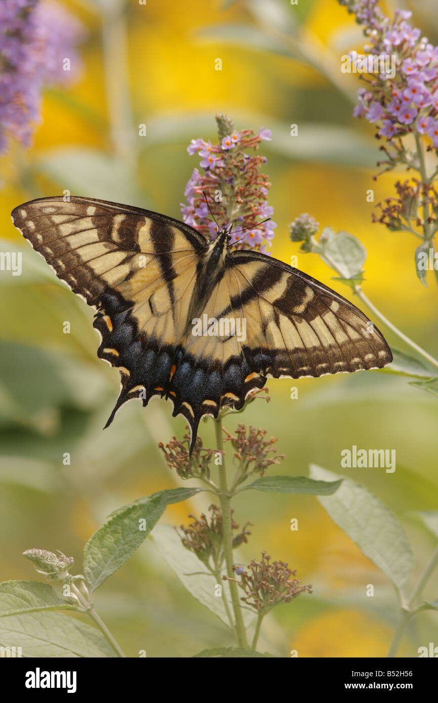 Eastern tiger swallowtail butterfly papilio glaucus Stock Photo - Alamy