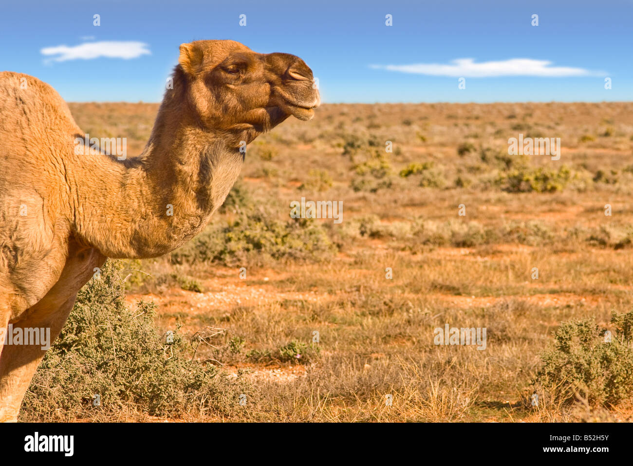 great image of a camel looking over australian desert Stock Photo - Alamy