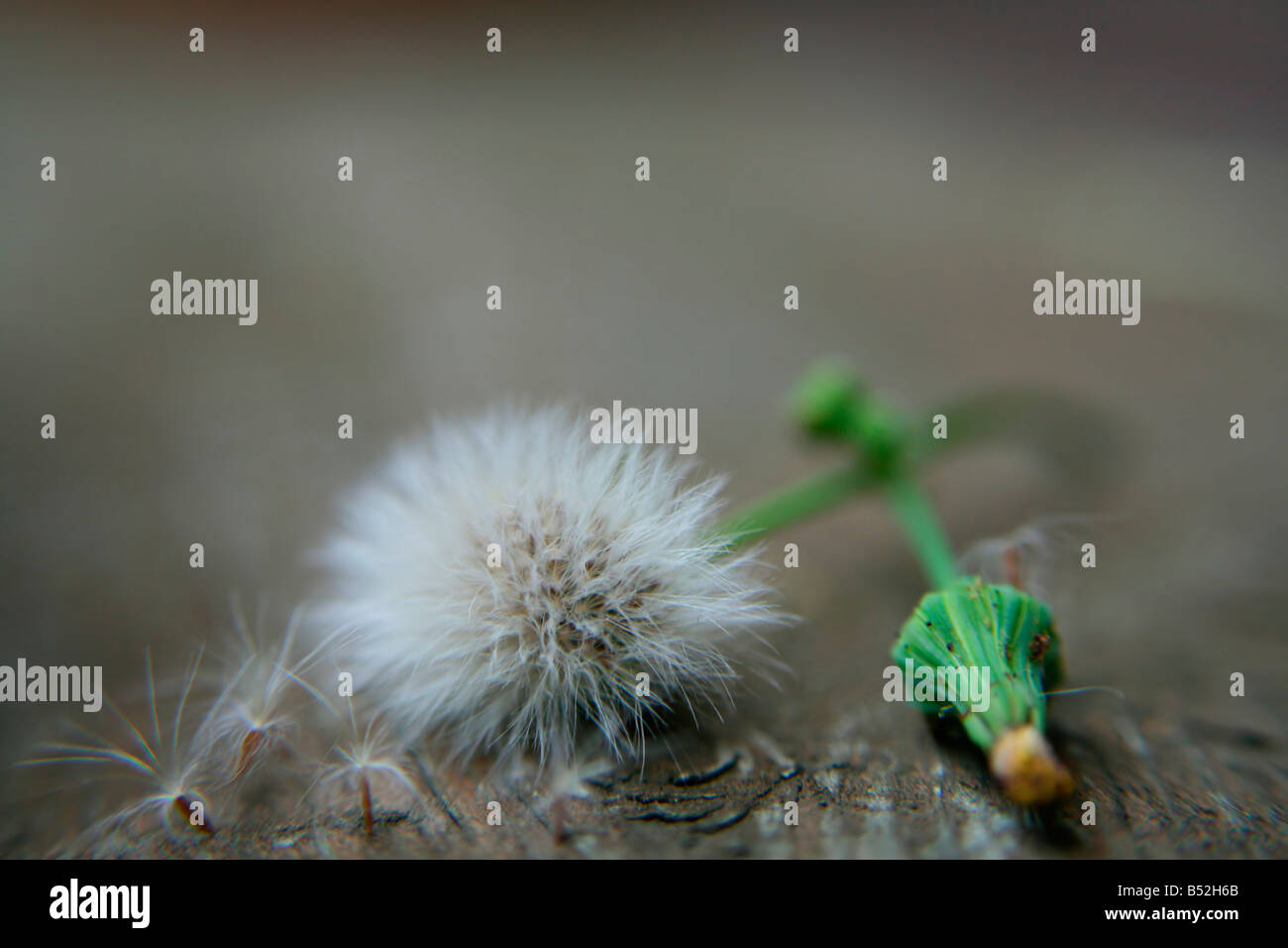 Pericap hi-res stock photography and images - Alamy