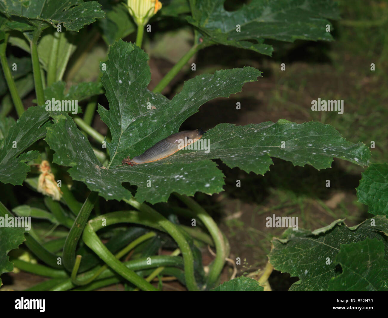 Black Slugs on Courgette Plant Stock Photo - Alamy