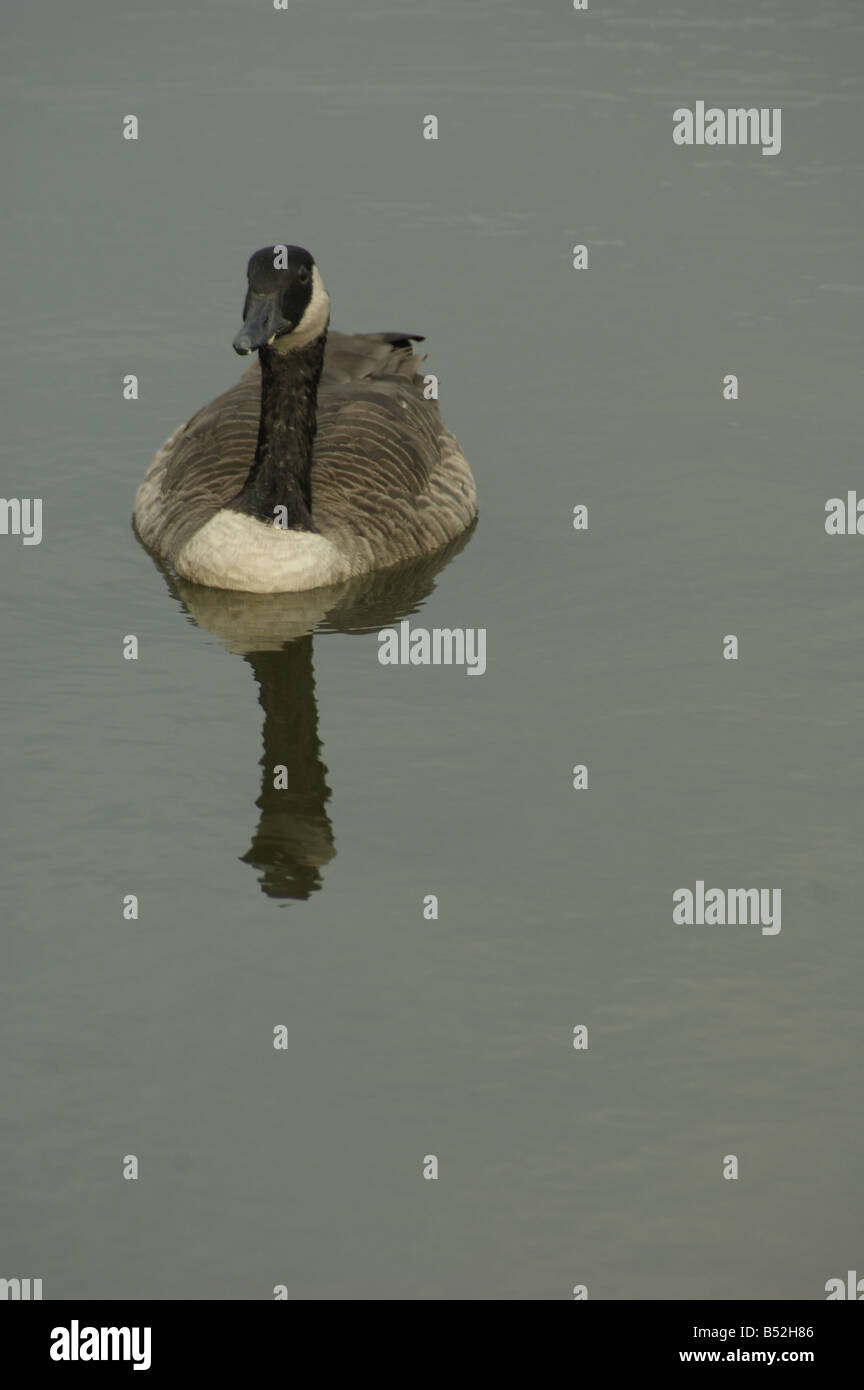 A Canadian Goose floating on a pond Stock Photo - Alamy