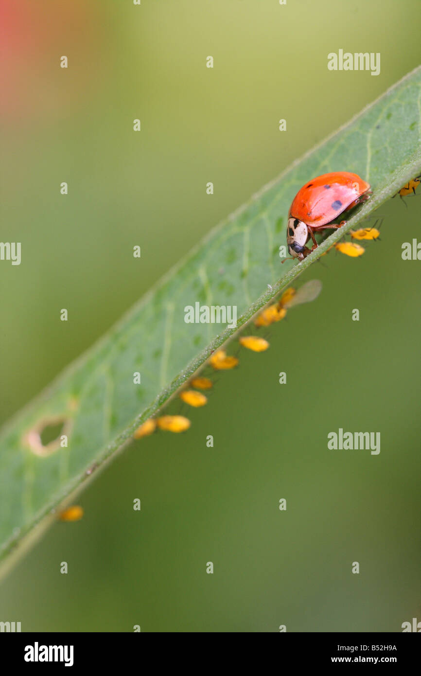 Lady bug feeding Stock Photo - Alamy