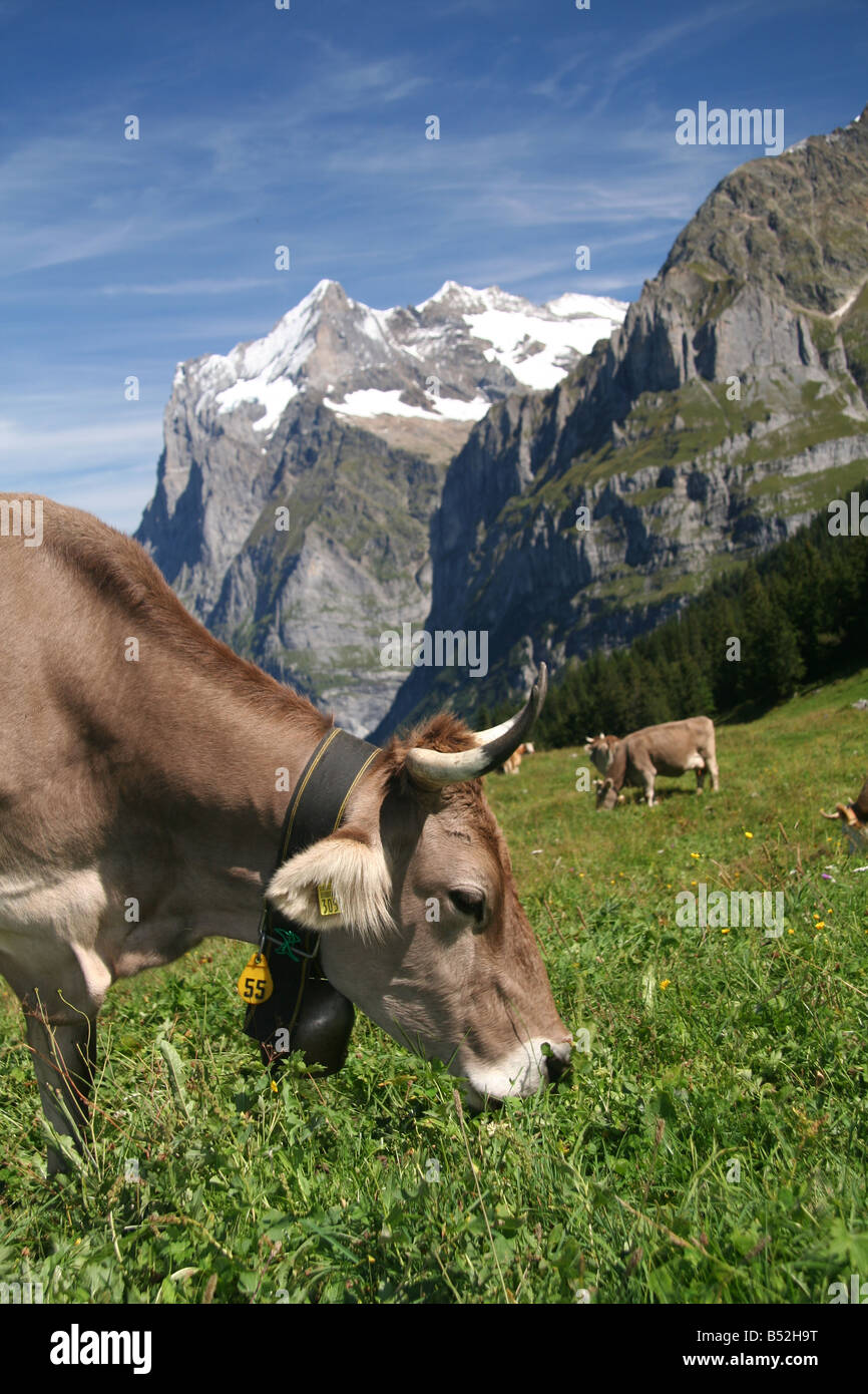 Swiss Alpine Pasture Stock Photo - Alamy