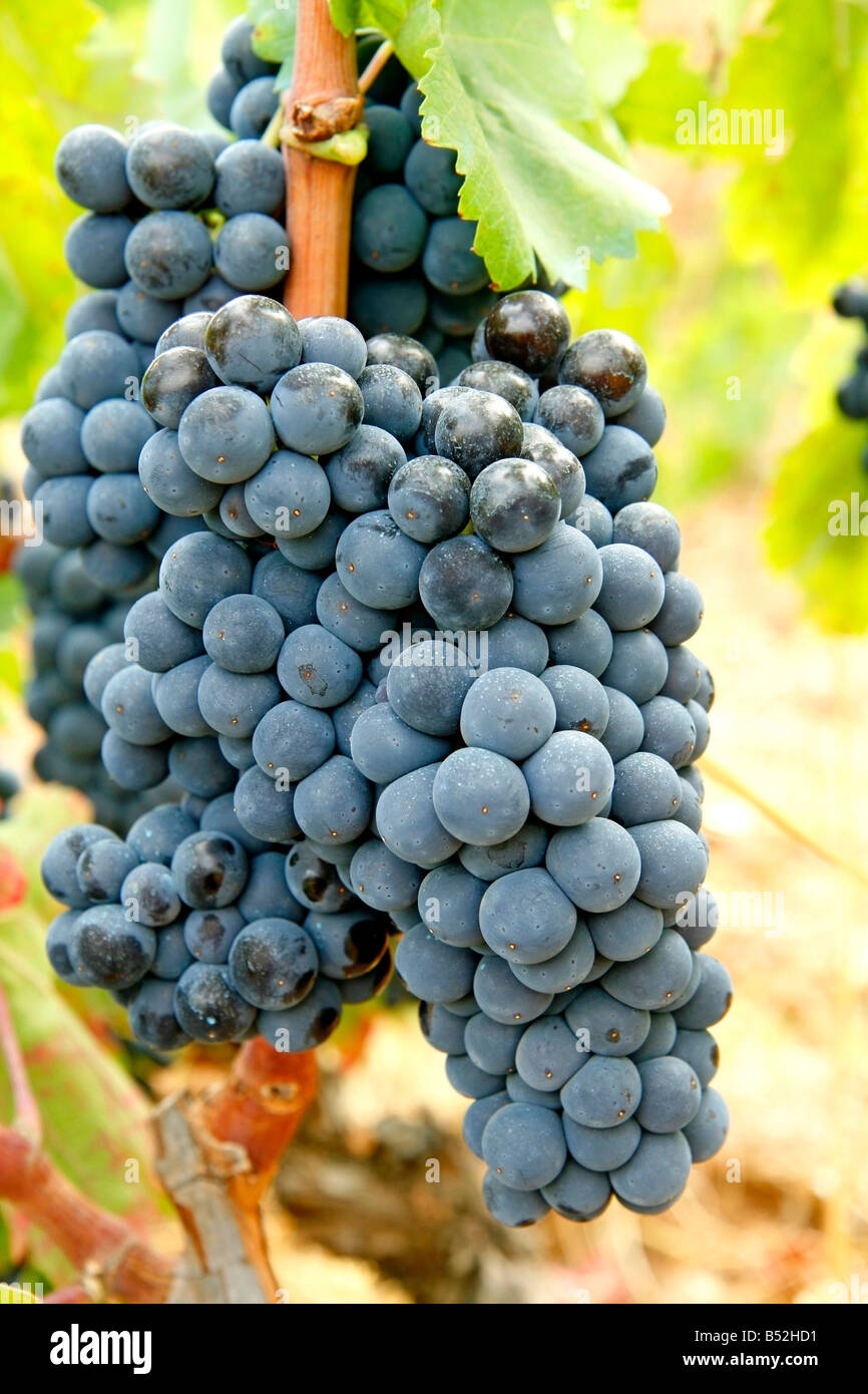 Vineyard priorat wine agriculture hi-res stock photography and images ...