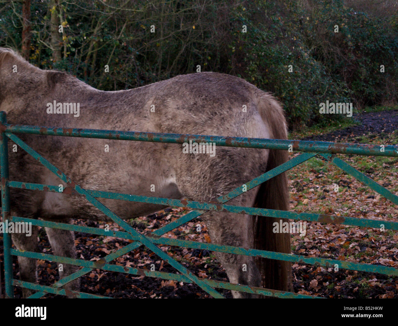 A shy horse in a muddy field Stock Photo - Alamy