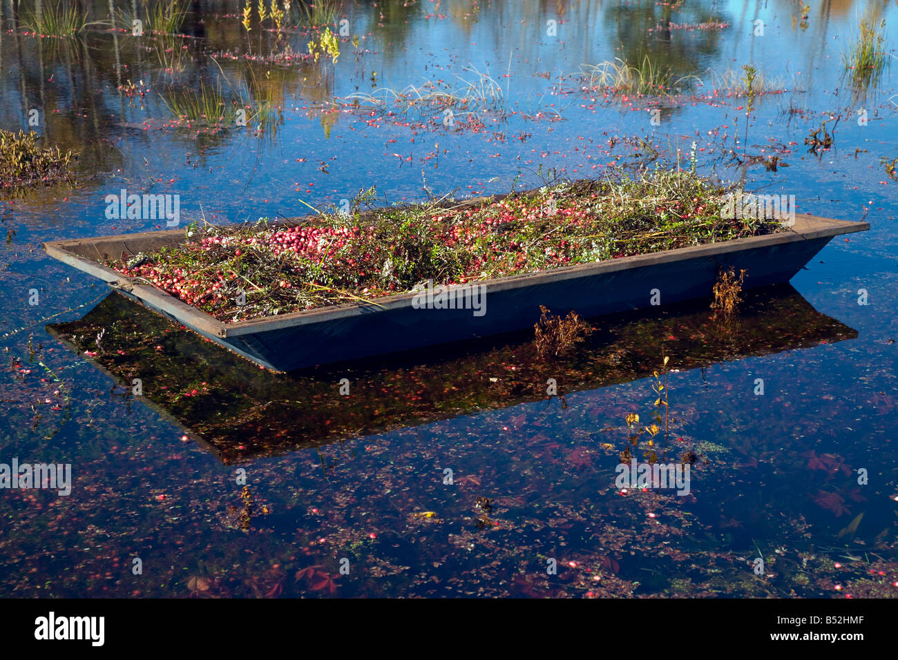 Cranberry harvest festival hi-res stock photography and images - Alamy