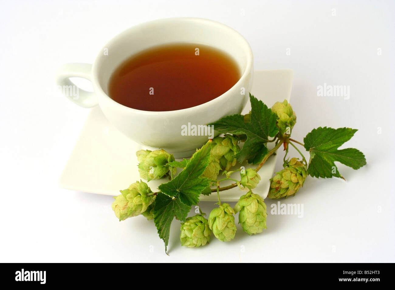 Brewer's hops infusion Humulus lupulus Stock Photo - Alamy