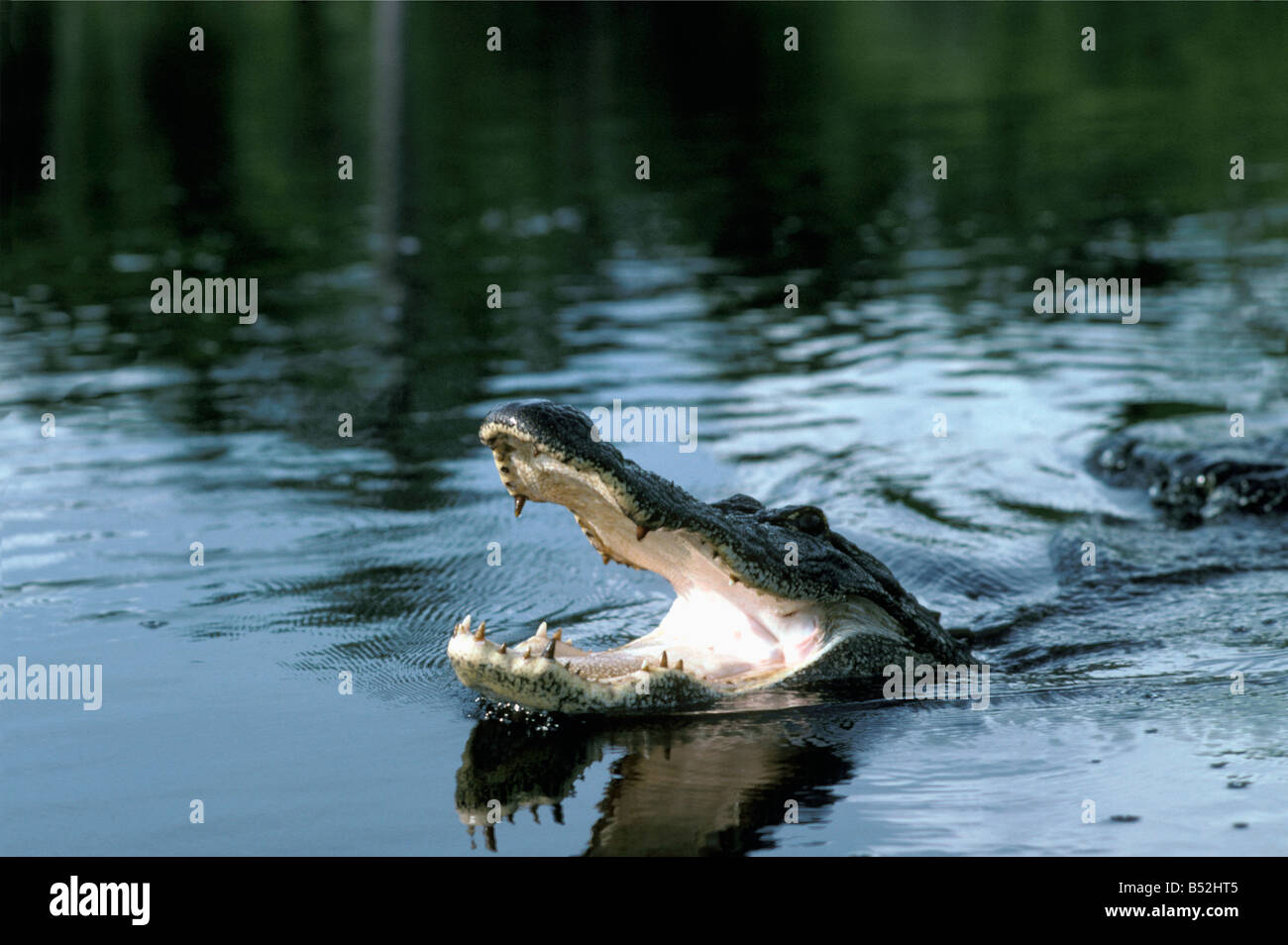 Mississppiensis hi-res stock photography and images - Alamy