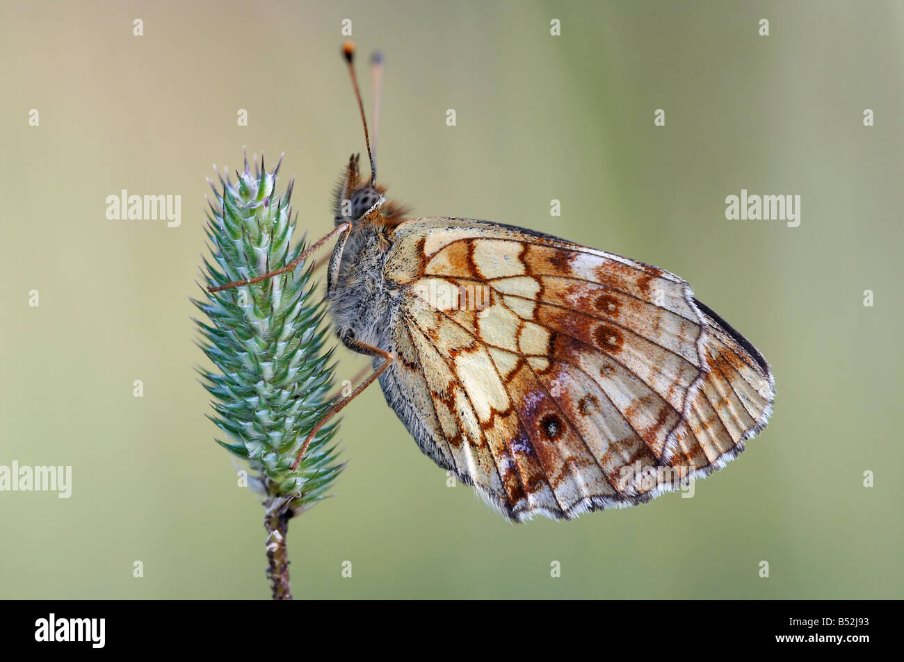 Satyrid butterflies hi-res stock photography and images - Alamy