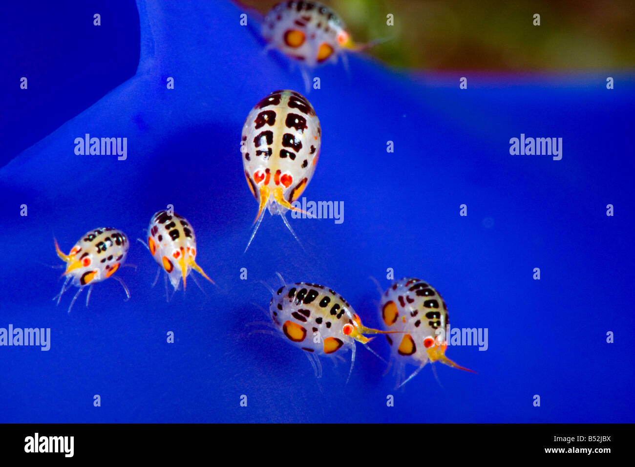 Isopod crustacean hi-res stock photography and images - Alamy