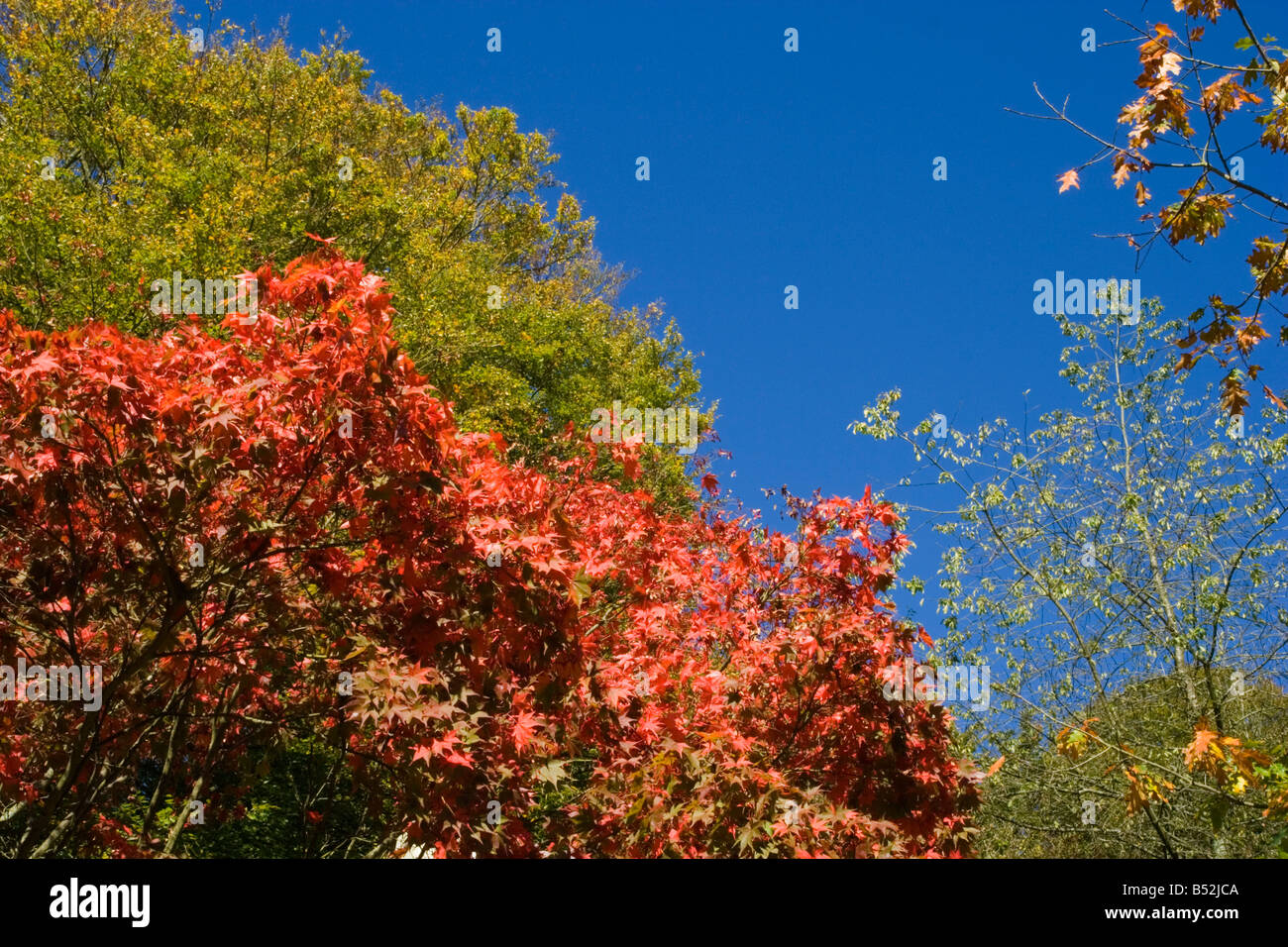 Autumn colour in Central Gardens, Bournemouth, Dorset, UK Stock Photo ...