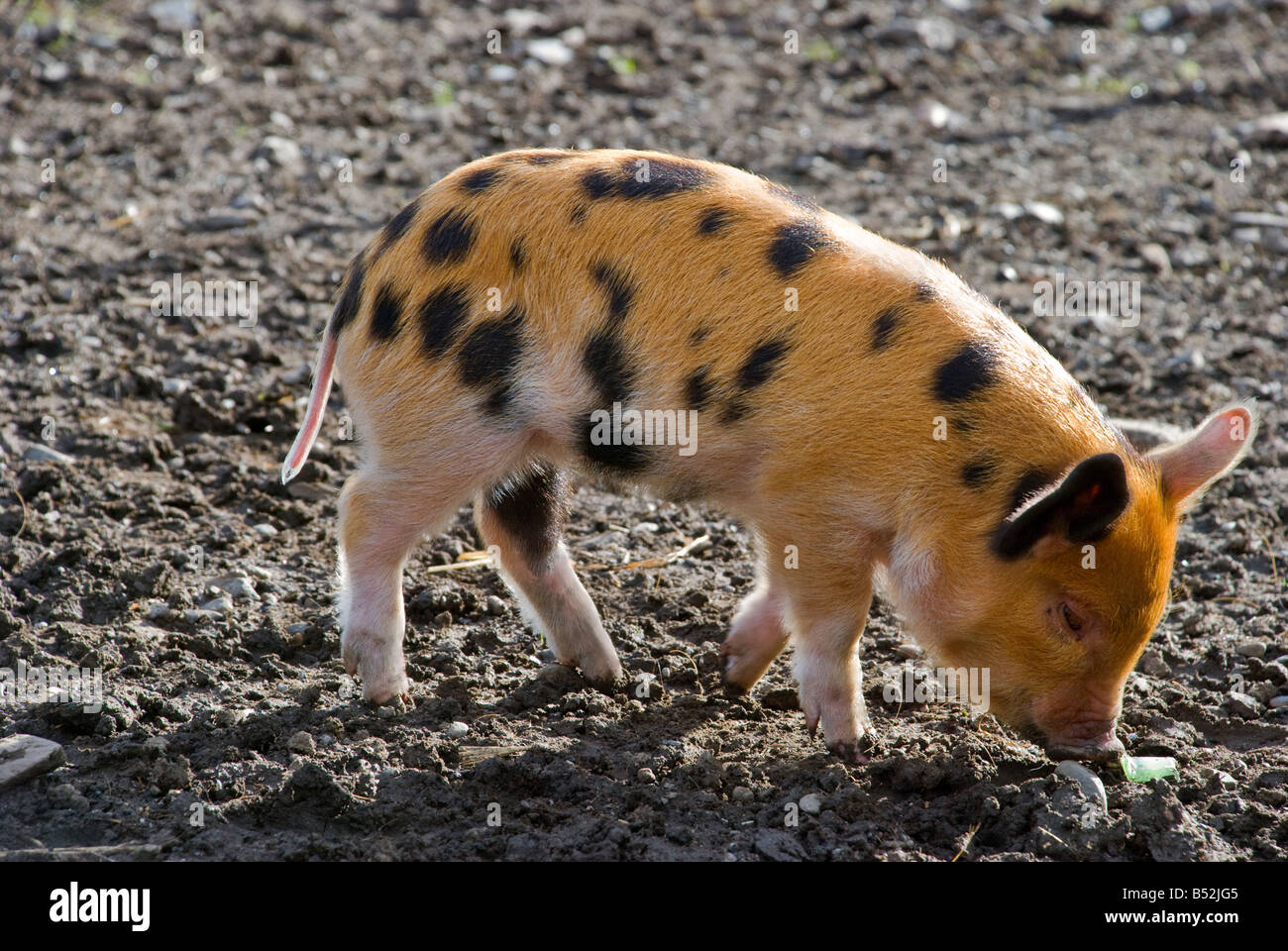 Kunekune kune pig hi-res stock photography and images - Alamy