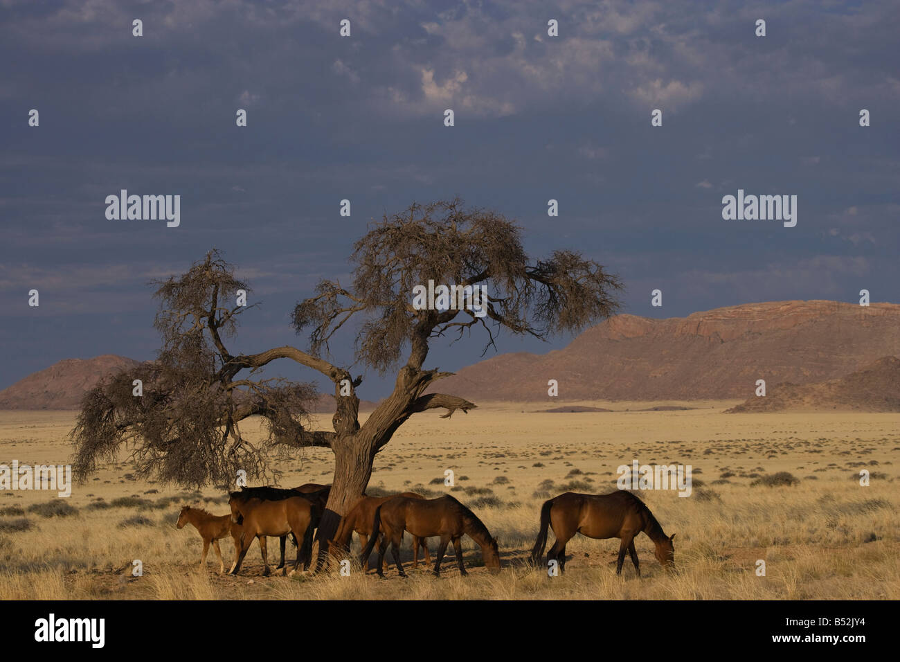 Namibia Namib desert horse wild animal Africa Stock Photo - Alamy