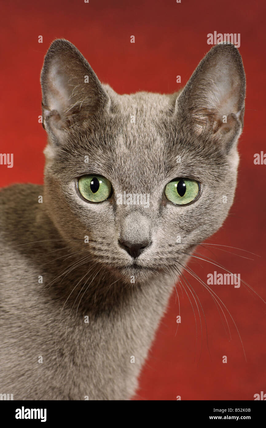 russian blue - portrait Stock Photo - Alamy