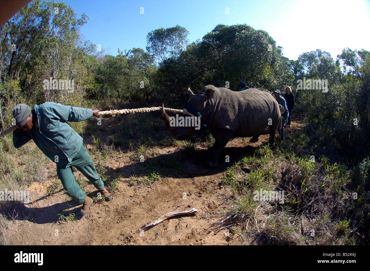 A southern white rhino tracked down and captured in the bush is hit ...