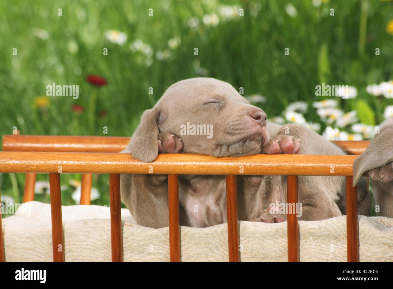Weimaraner puppy sleeping hi-res stock photography and images - Alamy