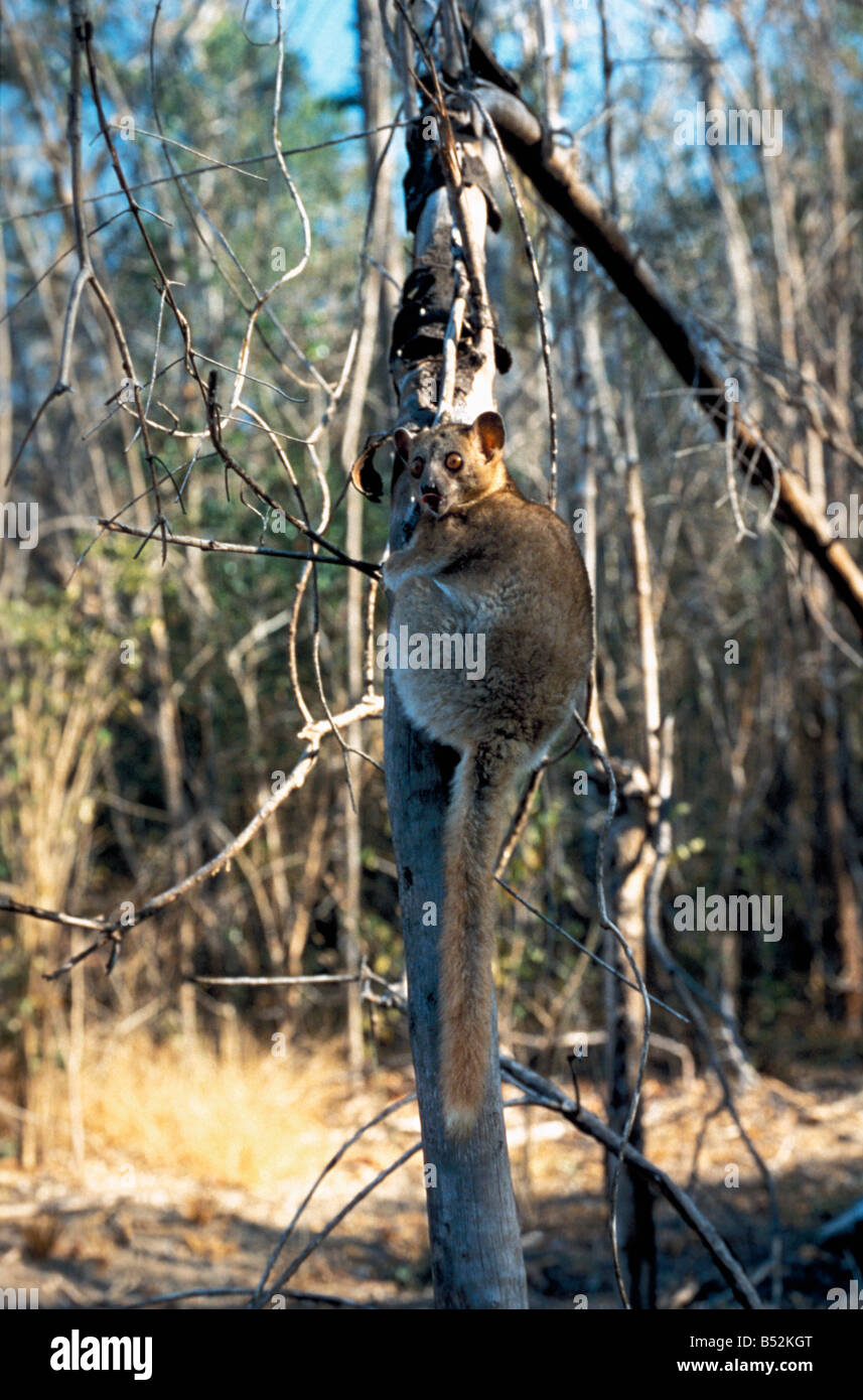 Red tailed sportive lemurs lepilemur ruficaudatus hi-res stock ...