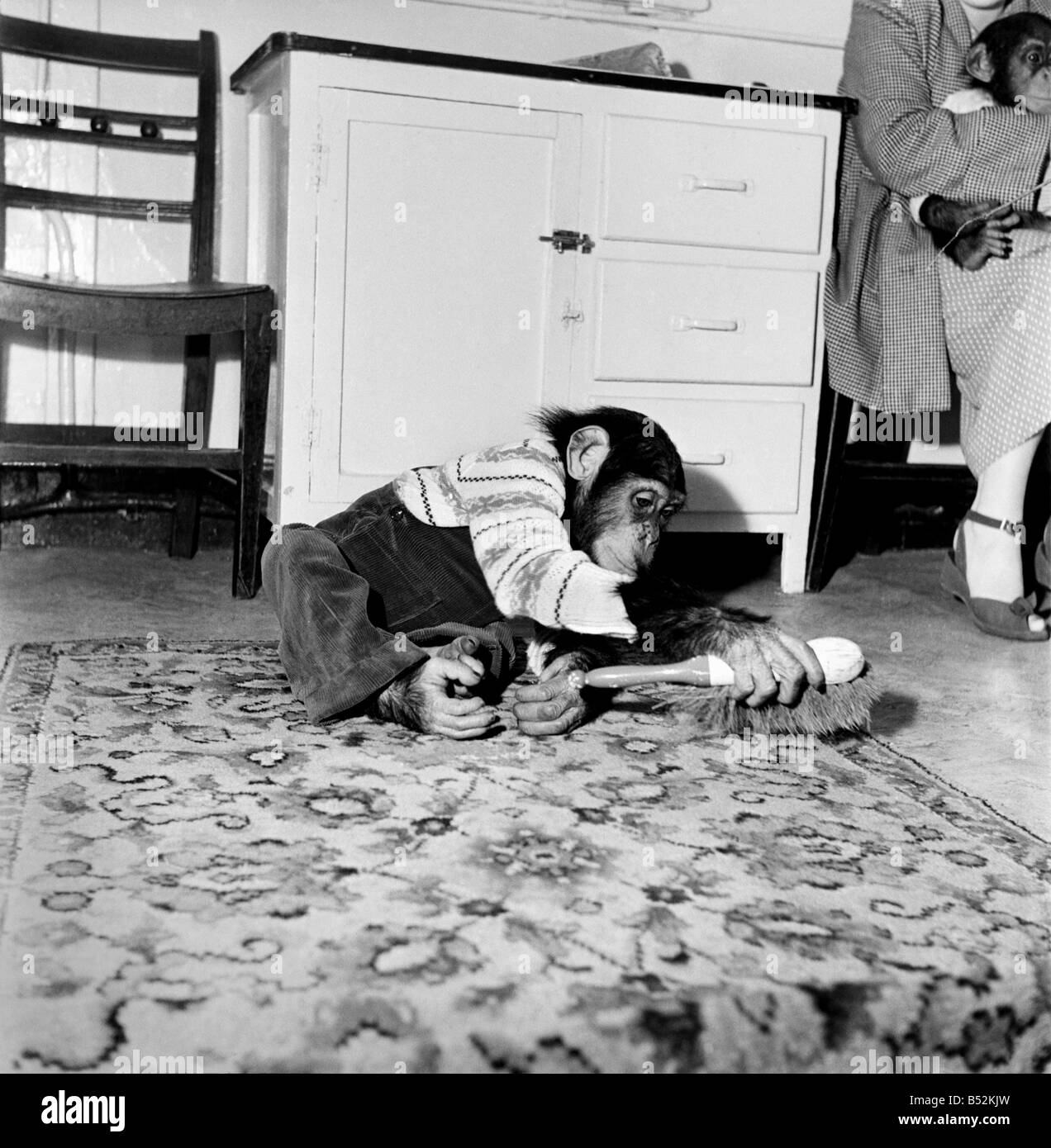 Susan pet. chimp of Miss Molly Badham seen here helping with the ...