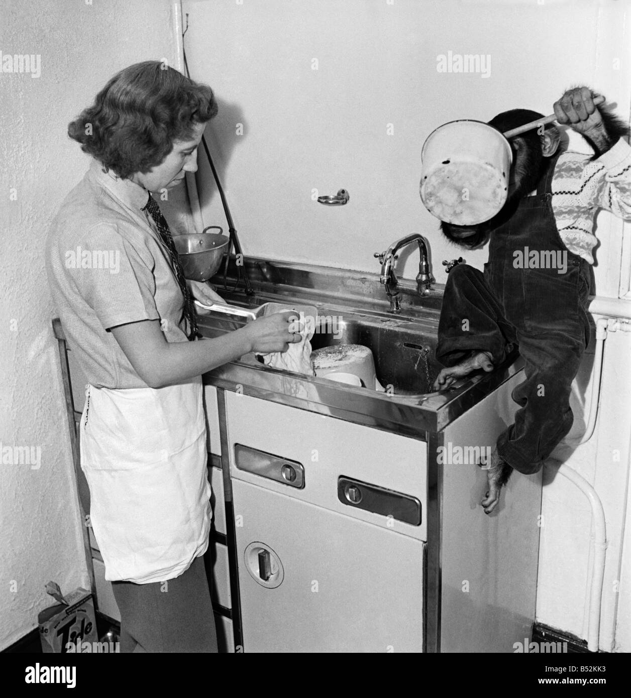 Susan pet. chimp of Miss Molly Badham seen here helping with the ...