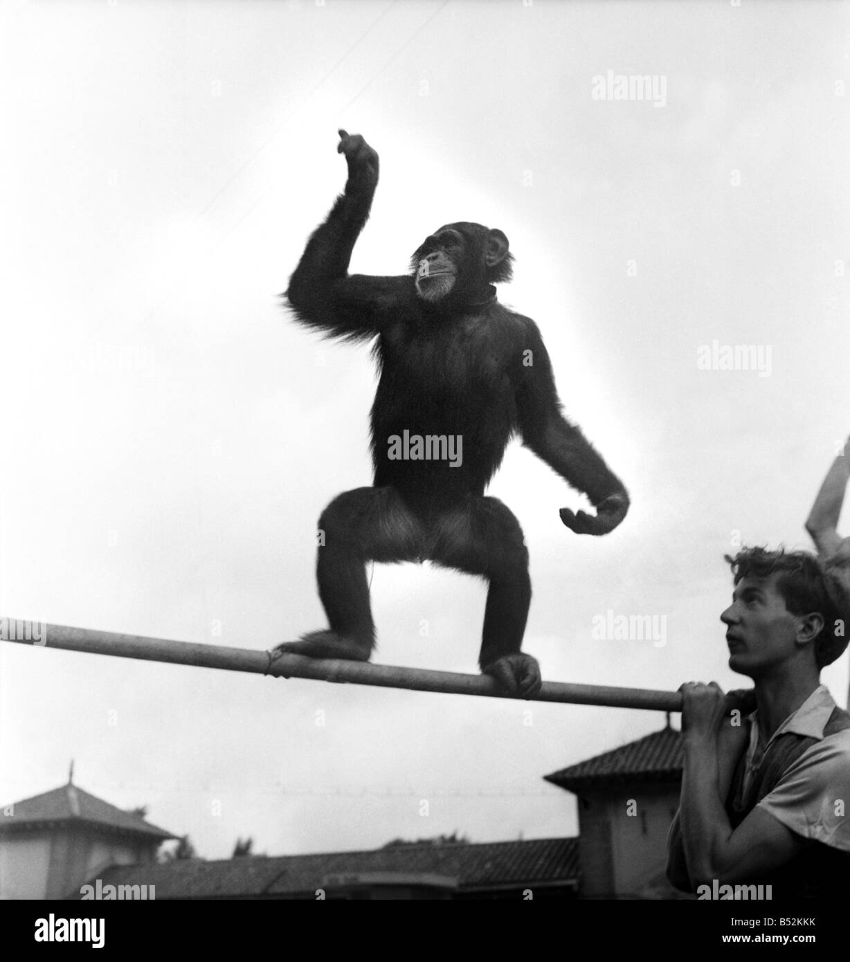 Chimps tea party hi-res stock photography and images - Alamy