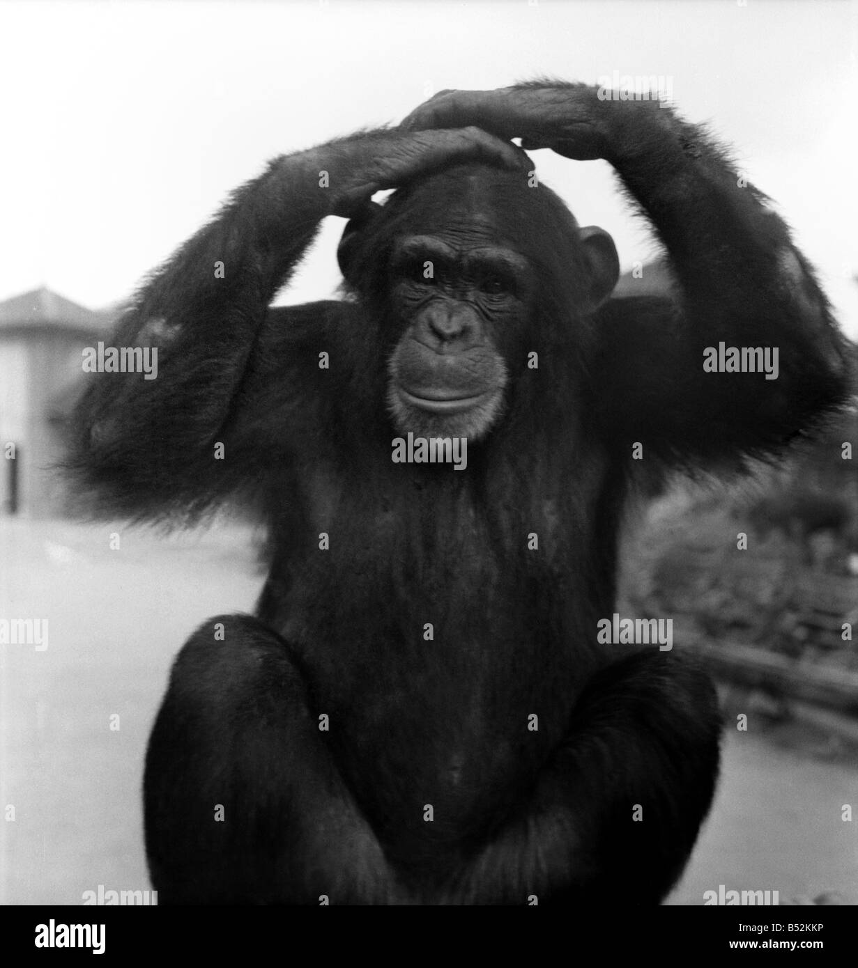 Chimps tea party hi-res stock photography and images - Alamy