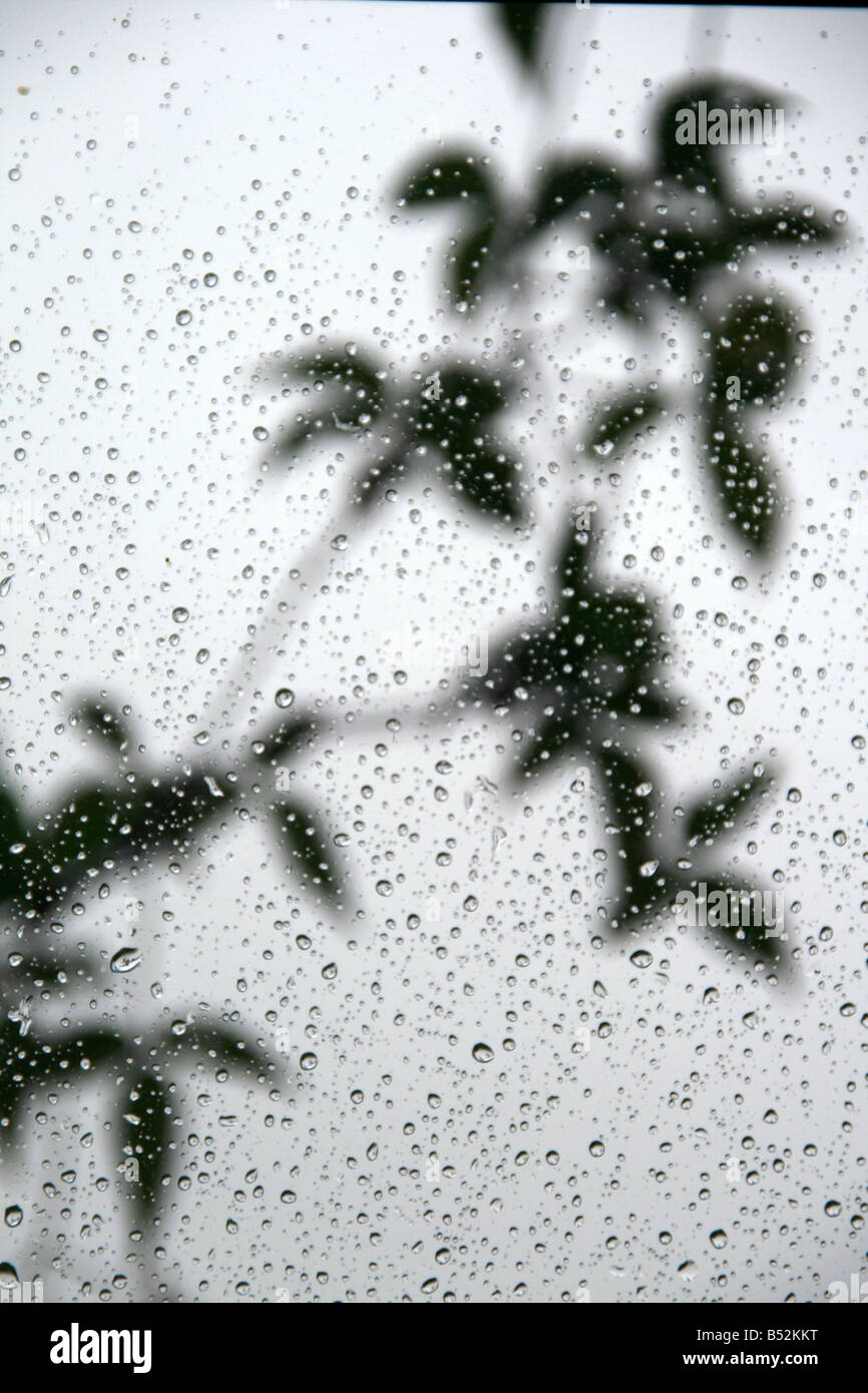 abstract dark hanging plant rain drops on window Stock Photo - Alamy