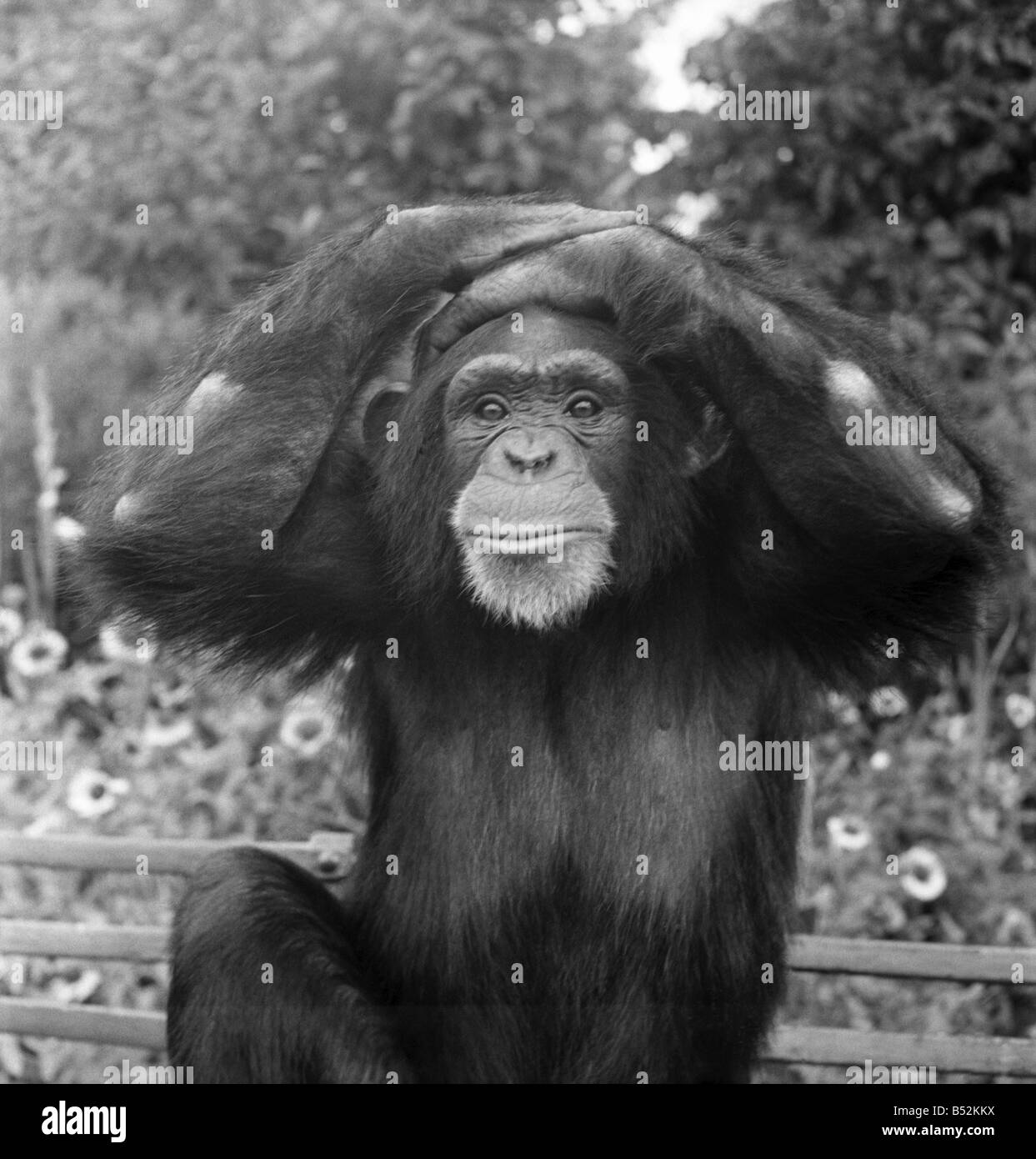 Chimpanzee tea party london zoo Black and White Stock Photos & Images ...