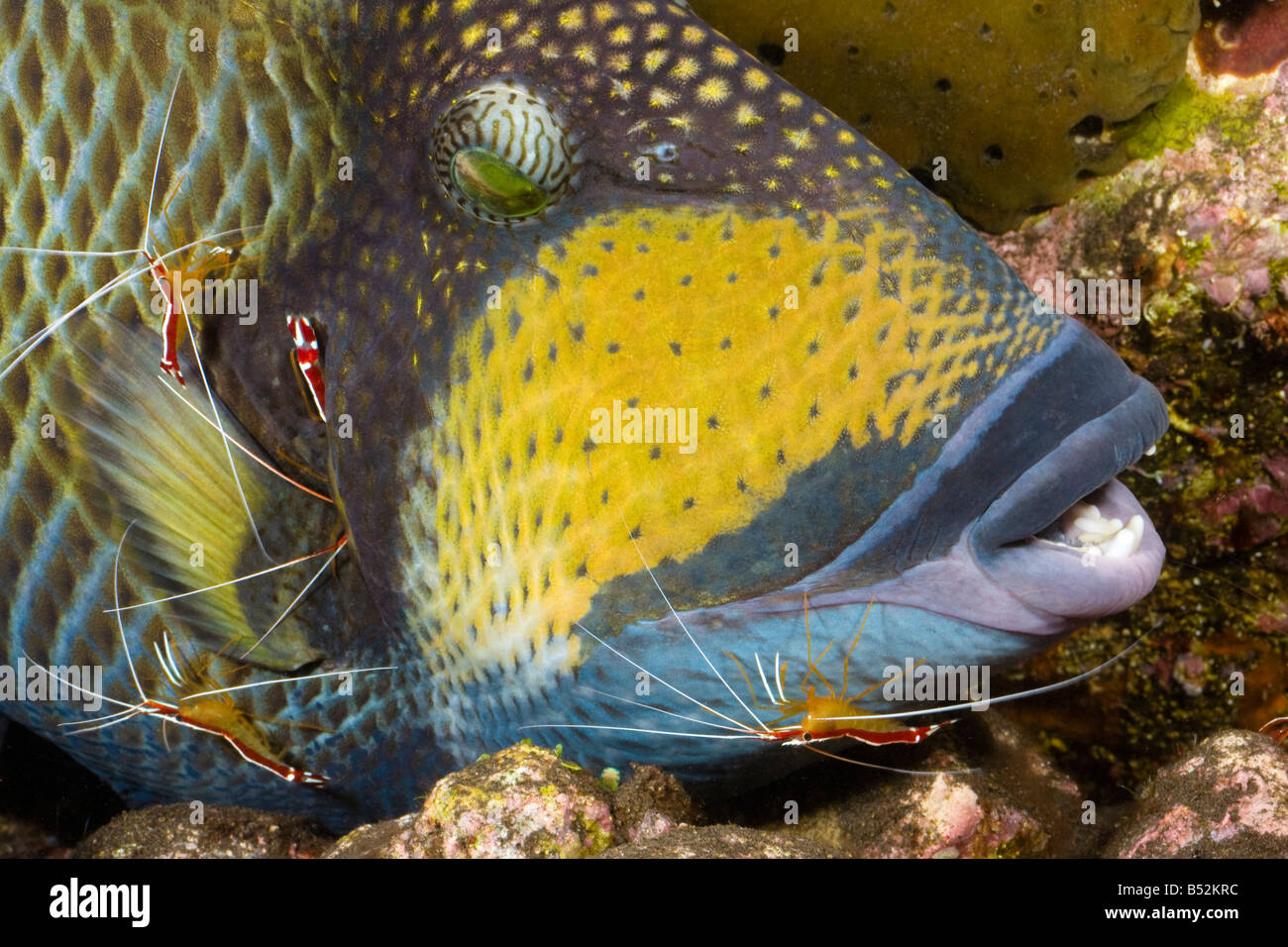 This titan triggerfish, Balistes viridescens, is getting the attention ...