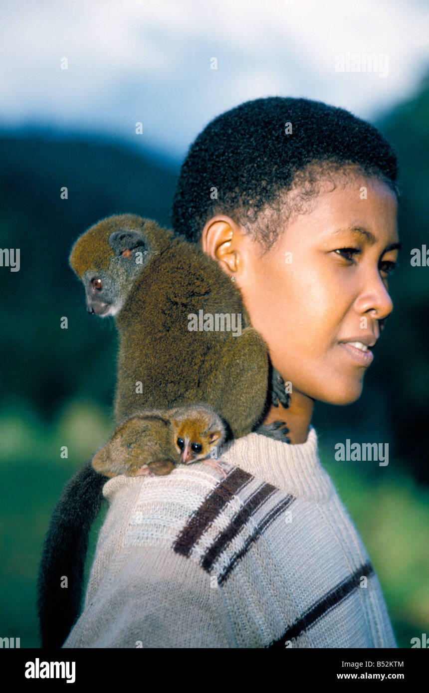 GRAY BAMBOO LEMUR HAPALEMUR GRISEUS Lesser Mouse Lemur Madagascar ...